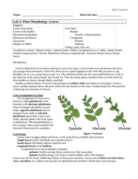 Lab 2 Plant Morphology Leaves Docslib
