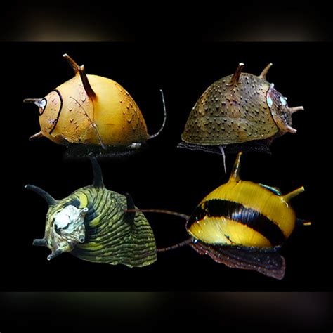 Assorted Horned Nerite Snails Clithon Corona