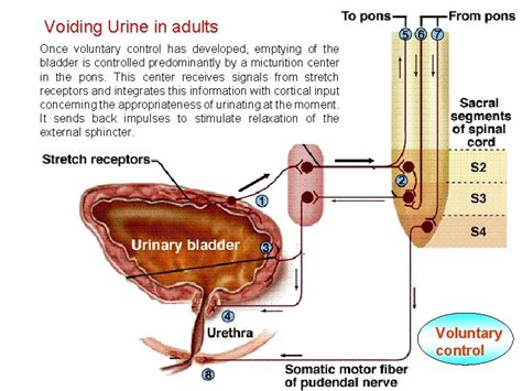 The Urinary System Table Of Content 1 General