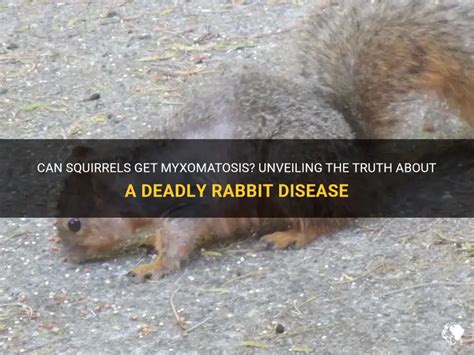 Can Squirrels Get Myxomatosis Unveiling The Truth About A Deadly