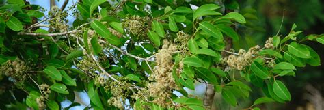 Ma Dan Java Plum Tree Syzygium Cumini Trees In Sri Lanka