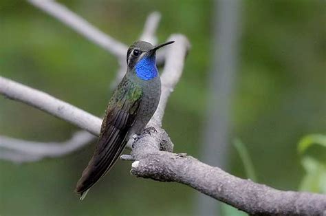 Broad Billed Hummingbird Id Facts And More Birdzilla