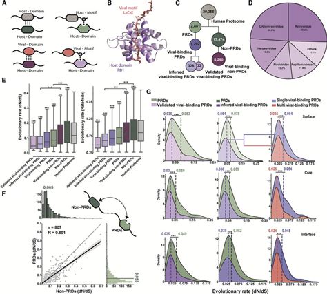 Viral Host Like Motifs Target Conserved Human Proteins A A Schema Of