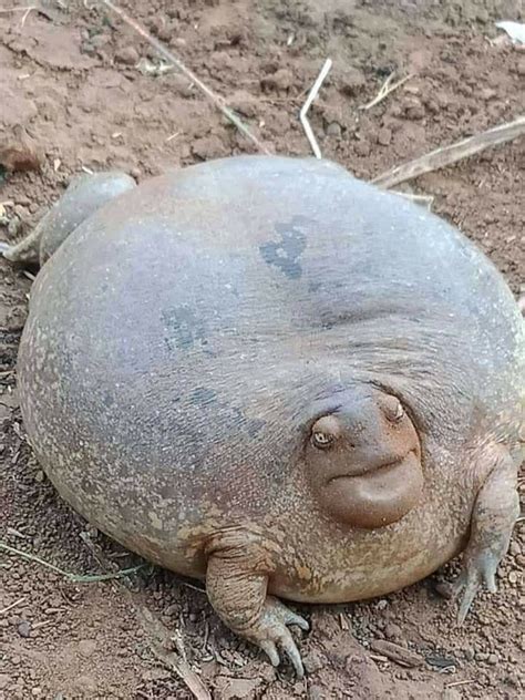 Hippopotamus Laying Down With Mouth Open Fat Frog Pictures Big Fat
