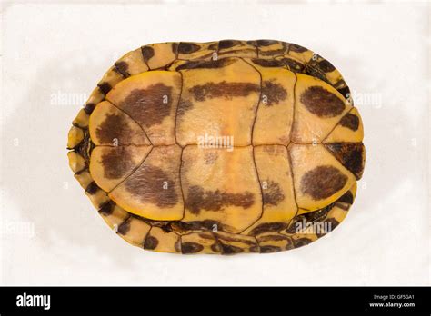Red Eared Turtle Trachemys Script Elegant Plastron Or Lower Shell