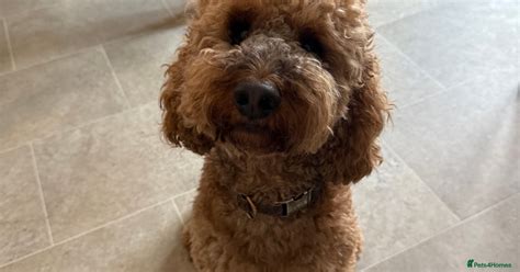 F2 Cockapoo For Stud In Stone Pets4homes