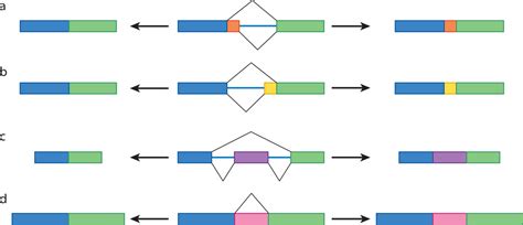 Expansion Of The Eukaryotic Proteome By Alternative Splicing Pmc