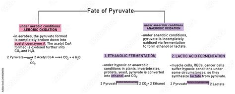 The Two Pyruvate Molecules Formed At The End Of Glycolysis Can Be
