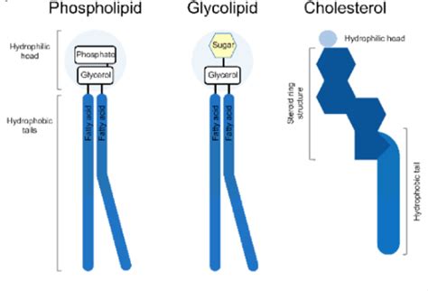 Block 1 Membrane Structure Composition And Dynamics Flashcards Quizlet