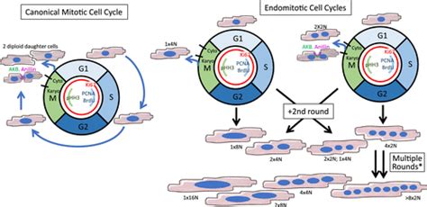 Measuring Cardiomyocyte Cell Cycle Activity And Proliferation In The