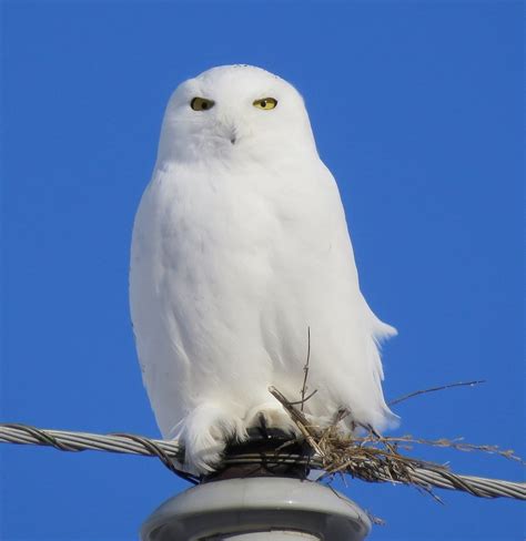Snowy Owl