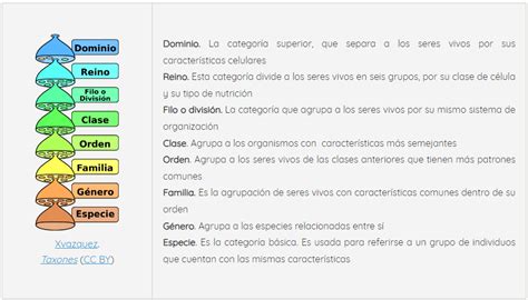 Hojas De Trabajo De Taxonomía