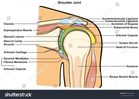 Shoulder Joint Human Body Anatomy Infographic Stock Vector Royalty