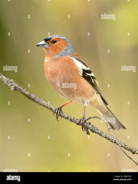 The Eurasian Chaffinch Common Chaffinch Or Simply The Chaffinch