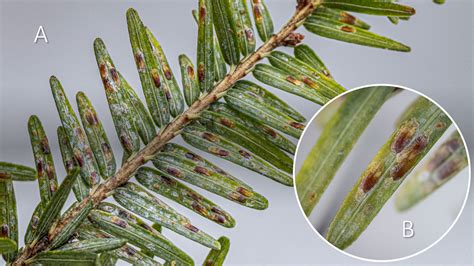 Frontiers Hosts And Impacts Of Elongate Hemlock Scale Hemiptera Diaspididae A Critical Review