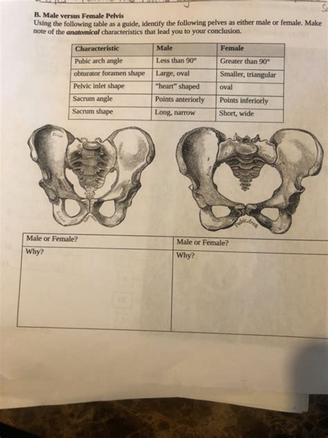 Solved B Male Versus Female Pelvis Using The Following