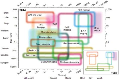 The Space Time Domain Of Methods In Neuroscience In 2014 In Contrast Download Scientific
