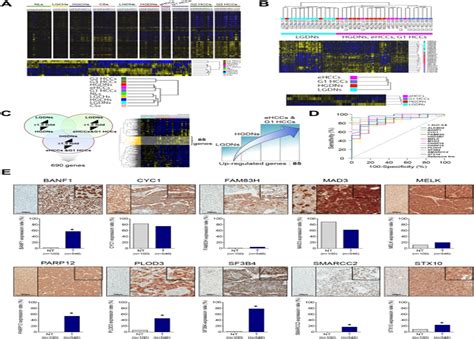 C Ebp Homologous Protein Induced Loss Of Intestinal Epitheli