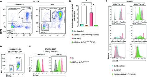 Slc7a5 Slc3a2 Expression In Splenic Erythroblasts During Erythropoietic