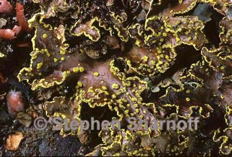 Pseudocyphellaria Crocata