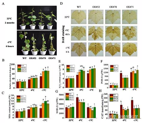 西北农林科技大学张朝红教授课题组揭示泛素连接酶vvipub19负调控葡萄耐寒性的分子机制 知乎