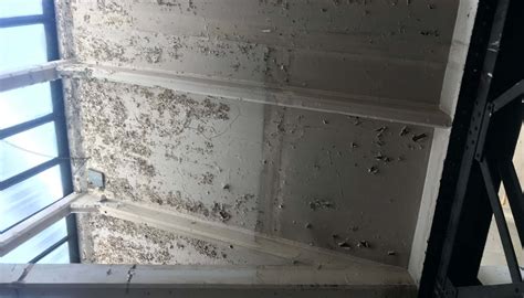 Lead Paint Removal In London United Kingdom Efficient And Eco