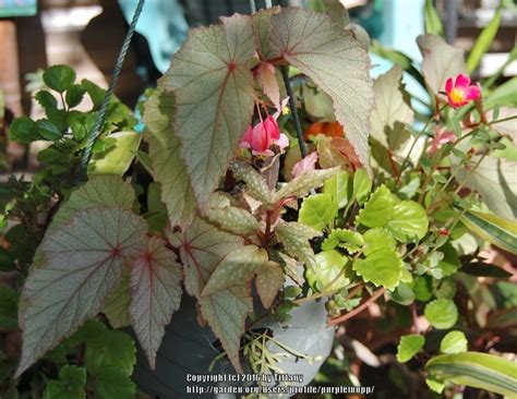 Begonia Propagations In The Propagation Forum