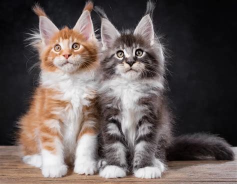 W White Maine Coon Kittens For Sale Meowoff Tica And Cat Fanciers