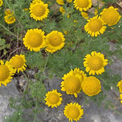 Anthemis tinctoria (heimisch) - Eulenhof - Staudengärtnerei