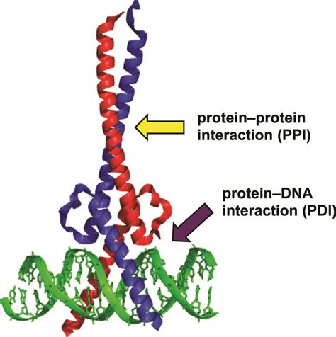 Review Article On Small Molecule Inhibitors Of Dimeric Transcription
