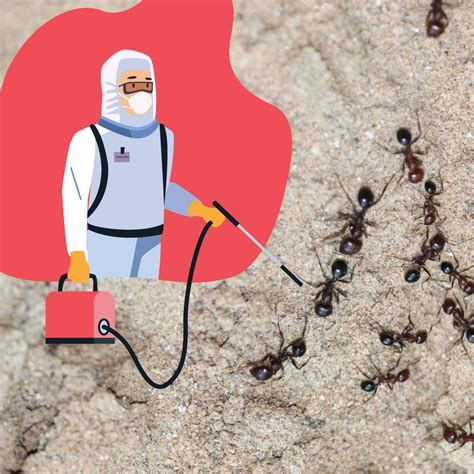 Ants Extermination Methods How Are Ant Infestations Dealt With Proper