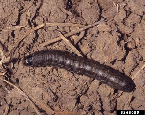 Cutworm Life Cycle