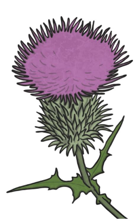 Scottish Symbols Twinkl Teaching Wiki Twinkl