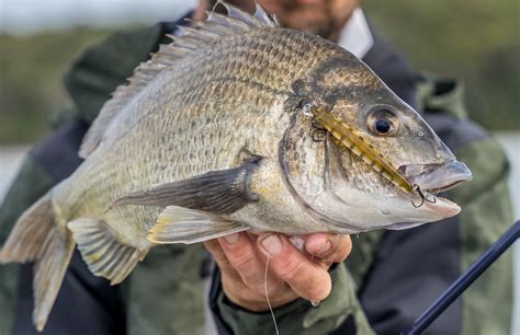 How To Catch Southern Black Bream A Complete Guide Daiwa Australia