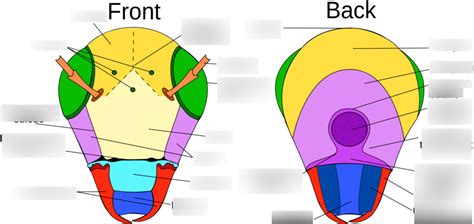 Insect Head Diagram Quizlet