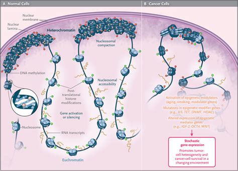 The Key Role Of Epigenetics In Human Disease Prevention And Mitigation