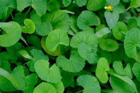 7 Benefícios Da Centella Asiática E Como Usá La Com Segurança Tribuna