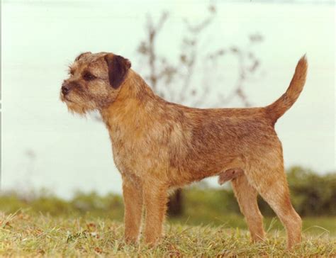 Border Terrier The Westminster Kennel Club