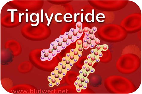Triglyceride Trg Fette Gefährlich Aber Wichtig