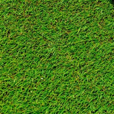 007 Creeping Bentgrass Seed 25 Lb Bag Siteone Us
