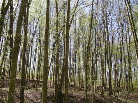 De Peste Tot Si De Nicaieri Padurea Primavara Feerie De Pace