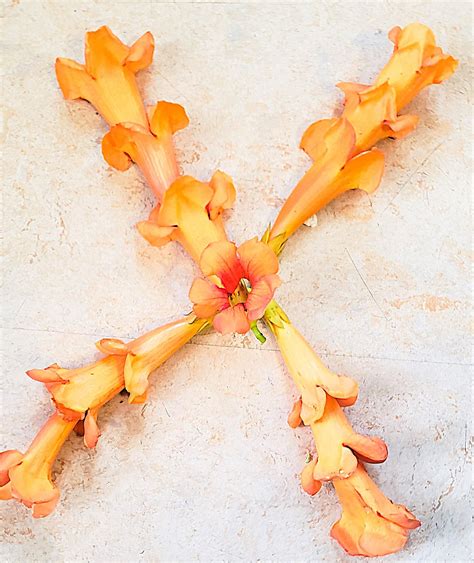 Jackfruit — Oral Allergy Syndrome By Annelise Lords Stepping Toward