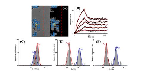 Application Note 147 Variations In The Binding Kinetics Of Native And