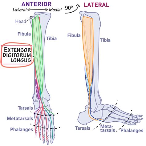 Extensor Digitorum Longus Location