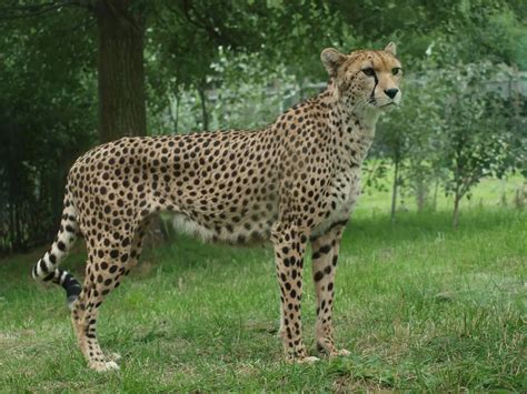 African Cheetah Face