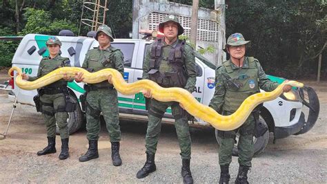 Police Find Massive Python After Artist Owner Shot Fout Intruders