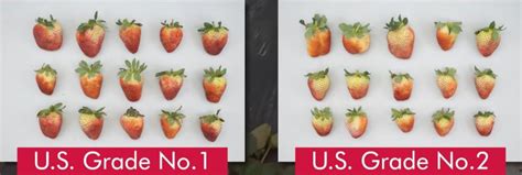 what are the harvest maturity indices for strawberries