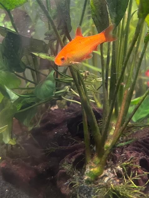 What Are These Lfs Sold Them As Golden Barbs But Theyve Gotten Huge 2” And Growing Raquariums