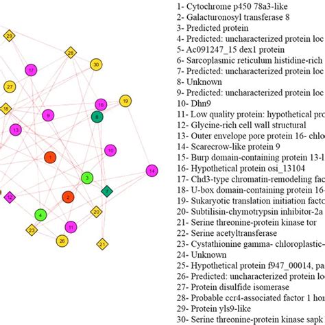 Leaf Gene Network Analysis Subnetwork Of Important Hub Gene Degs Download Scientific Diagram