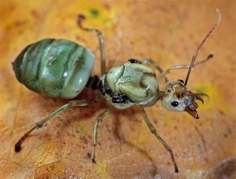 77 Best Ant Species Images On Pinterest Ant Species Ants And Ant